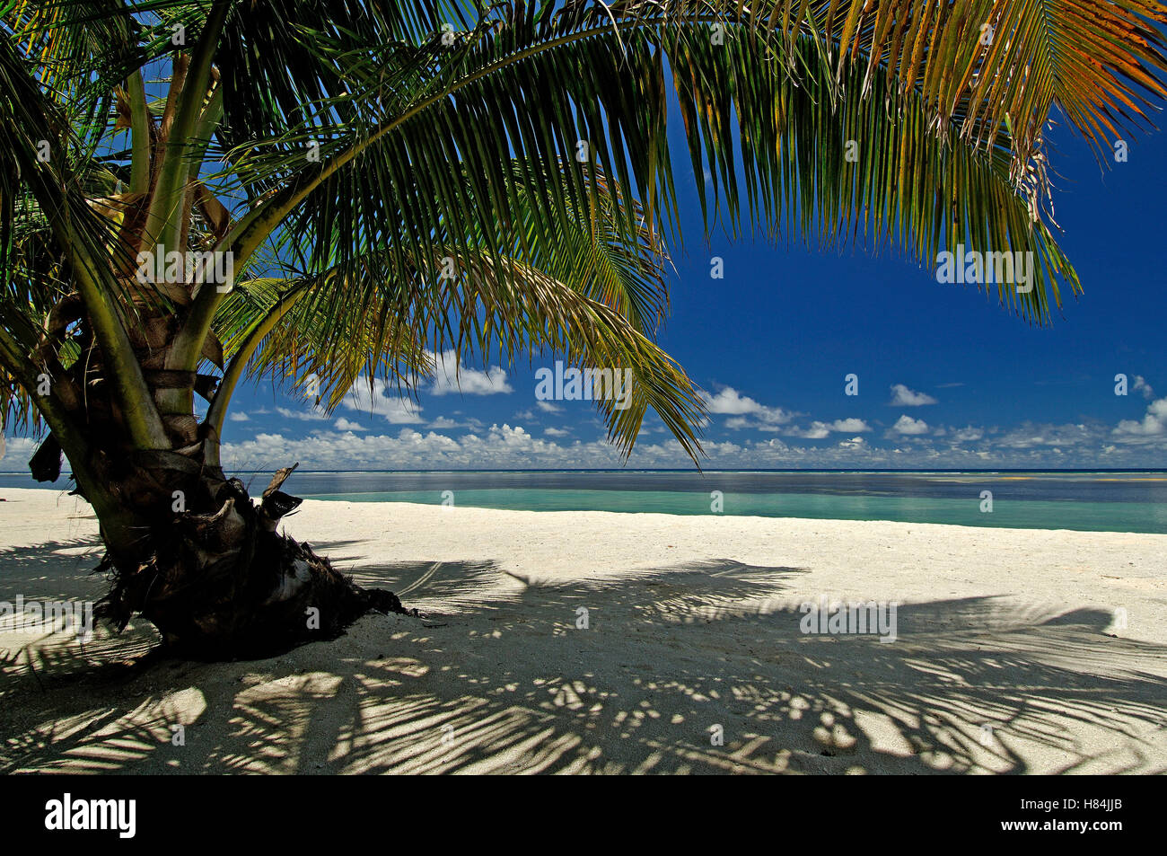 Coconut Palm (Cocos nucifera) tree on beach, Seychelles Stock Photo - Alamy