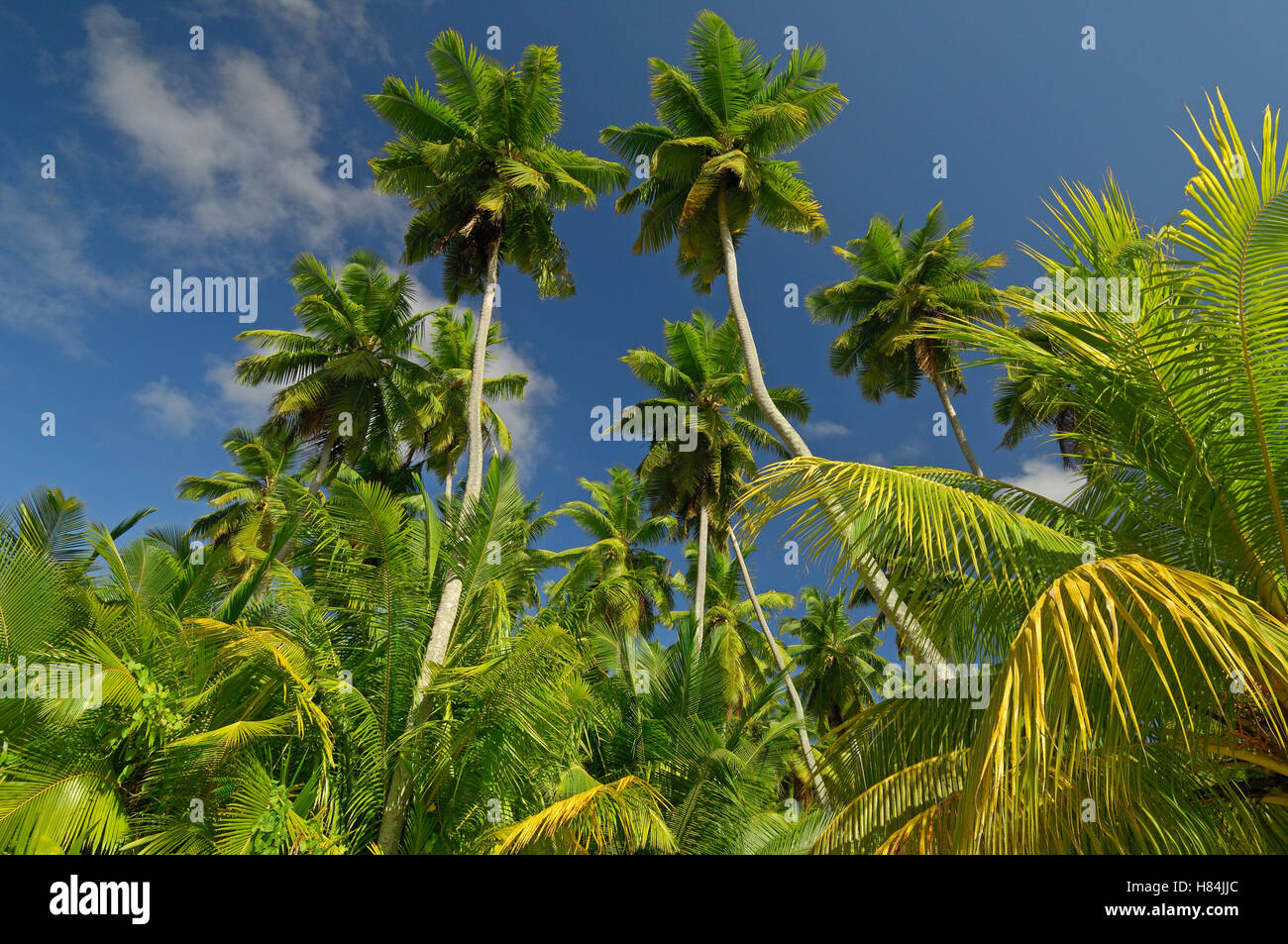Coconut Palm (Cocos nucifera) trees on beach, Seychelles Stock Photo ...