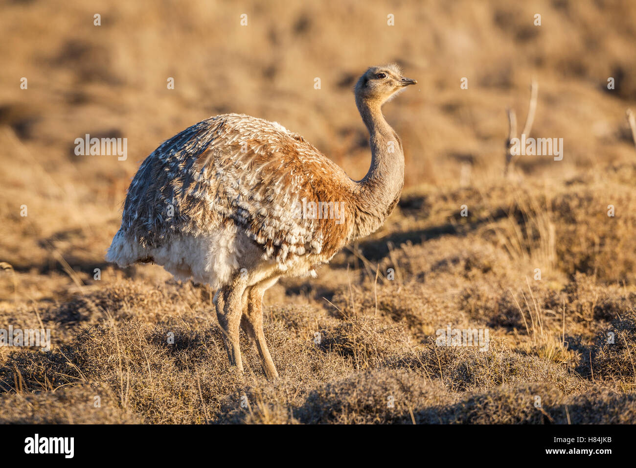 Lesser Rhea (Rhea pennata), Torres Del Paine National Park, Chile Stock ...