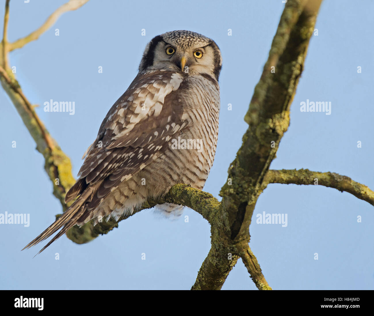 Northern Hawk Owl (Surnia ulula), Zwolle, Netherlands Stock Photo - Alamy