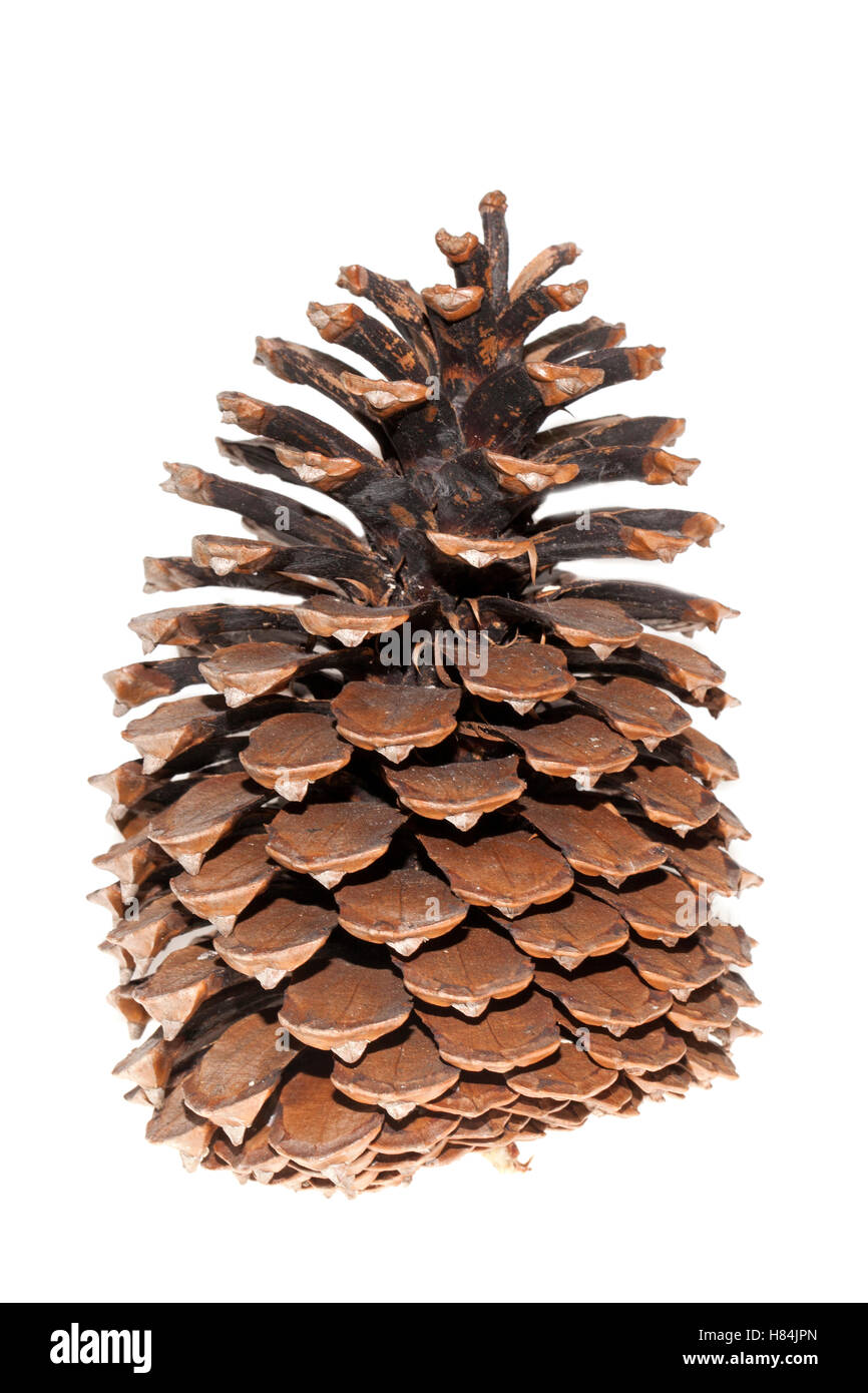 Pine (Pinus sp) cone, Broek op Langedijk, Netherlands Stock Photo - Alamy