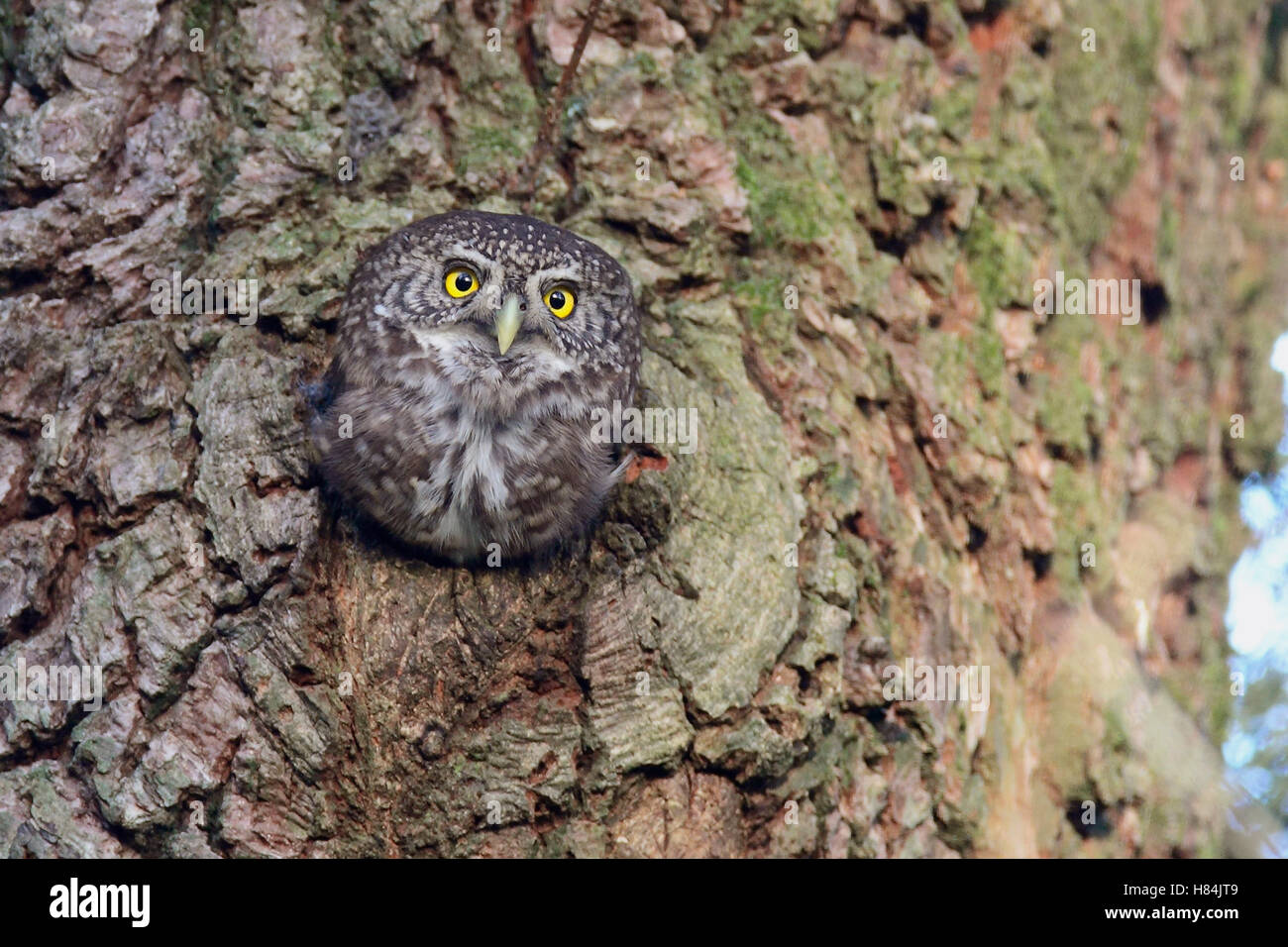 Eurasian Pygmy-owl (Glaucidium passerinum) emerging from nest cavity ...