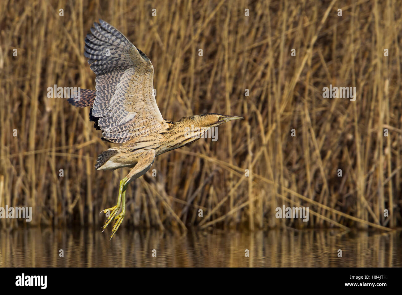 Great Bittern (Botaurus stellaris) taking flight, Florence, Italy Stock ...