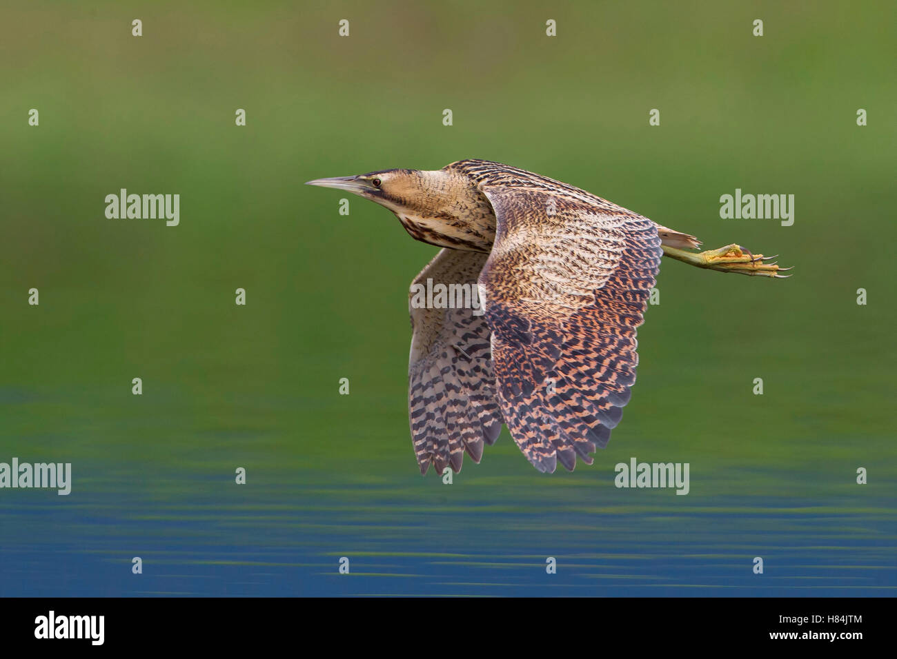 Great Bittern (Botaurus stellaris) flying, Florence, Italy Stock Photo ...