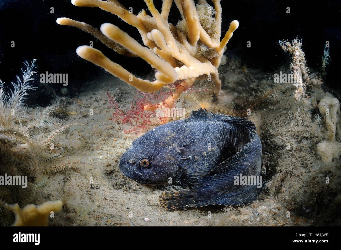 Striped Sea Snail (Liparis liparis), Zierikzee, Netherlands Stock Photo ...