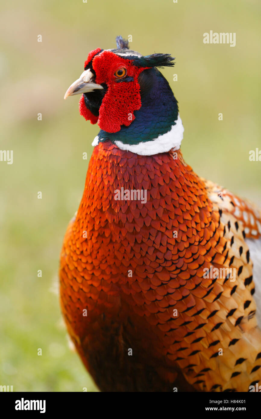 Ring-necked Pheasant (Phasianus colchicus) male, Aviemore, Scotland ...