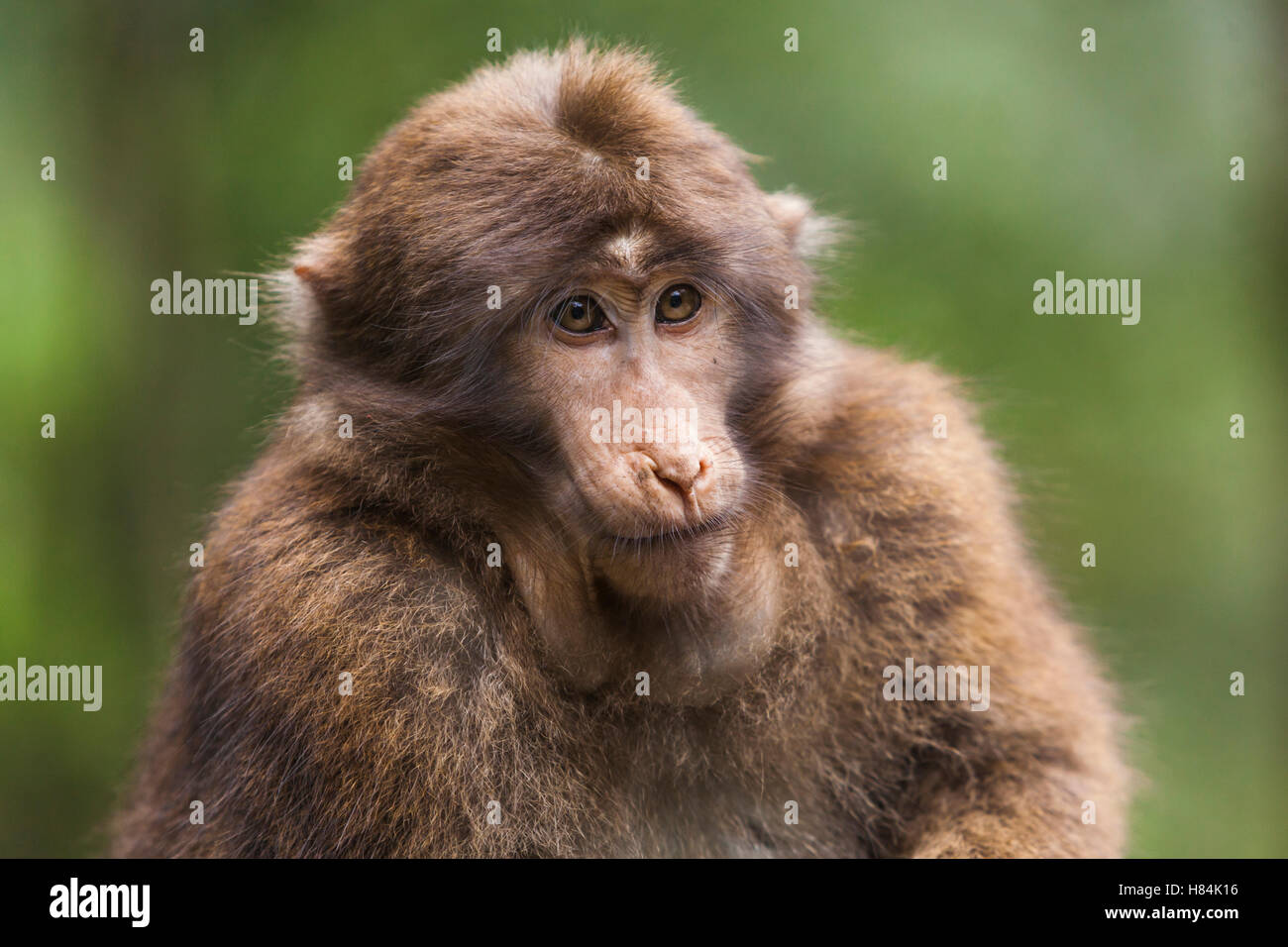 Tibetan Macaque (Macaca thibetana), Emei Shan, China Stock Photo - Alamy