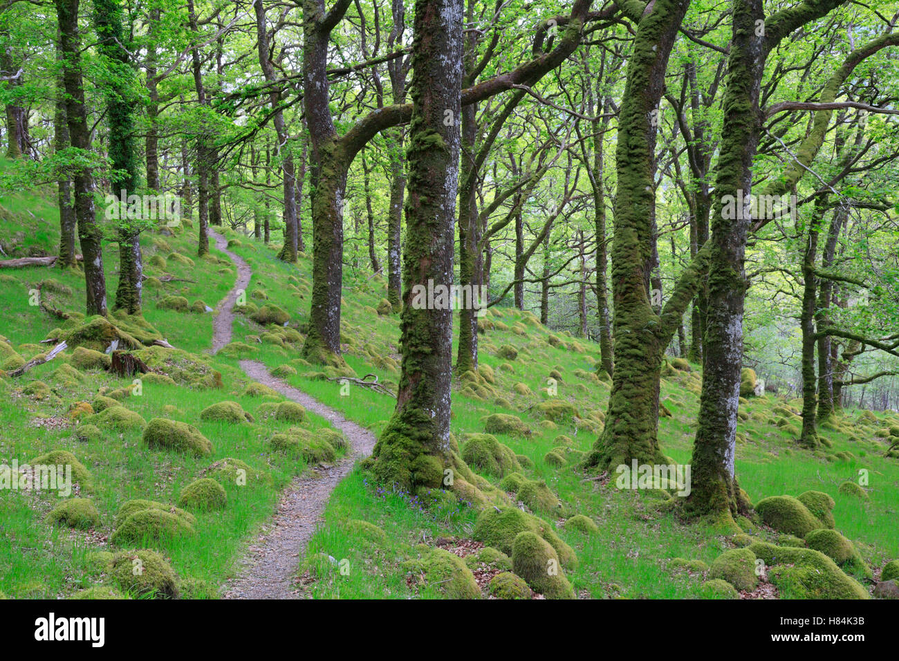 Ariundle oakwood, Strontian, Scotland Stock Photo - Alamy