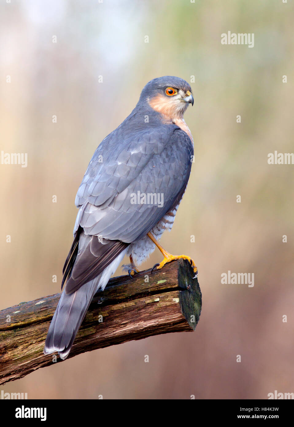 Eurasian Sparrowhawk (Accipiter nisus) male, Rijssen, Netherlands Stock ...