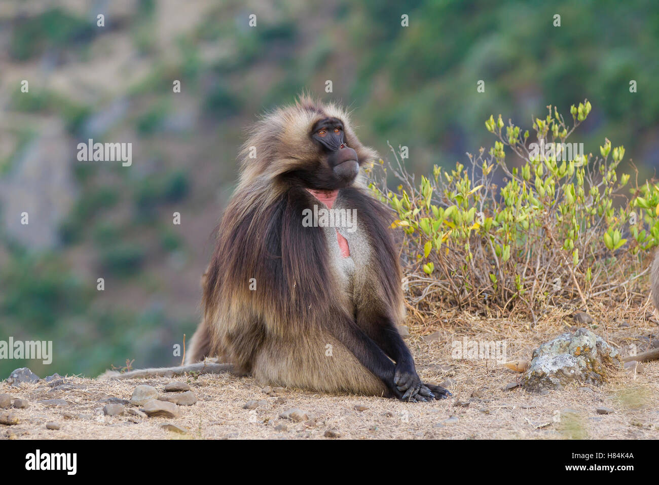 Gelada Baboon (Theropithecus gelada) male, Debre Libanos, Ethiopia ...