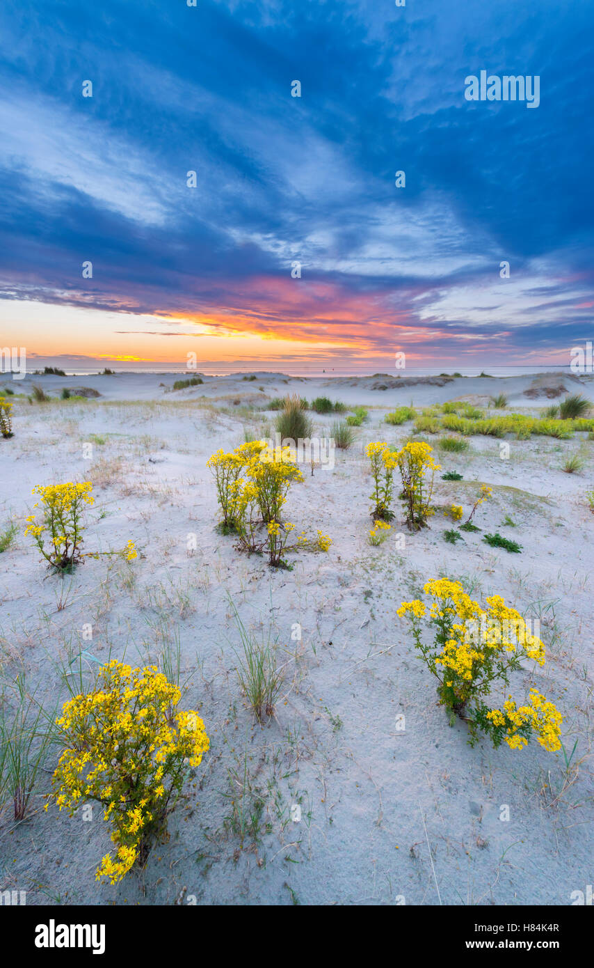 Stinking Willie (Senecio jacobaea) flowering in sand dunes, Stellendam ...