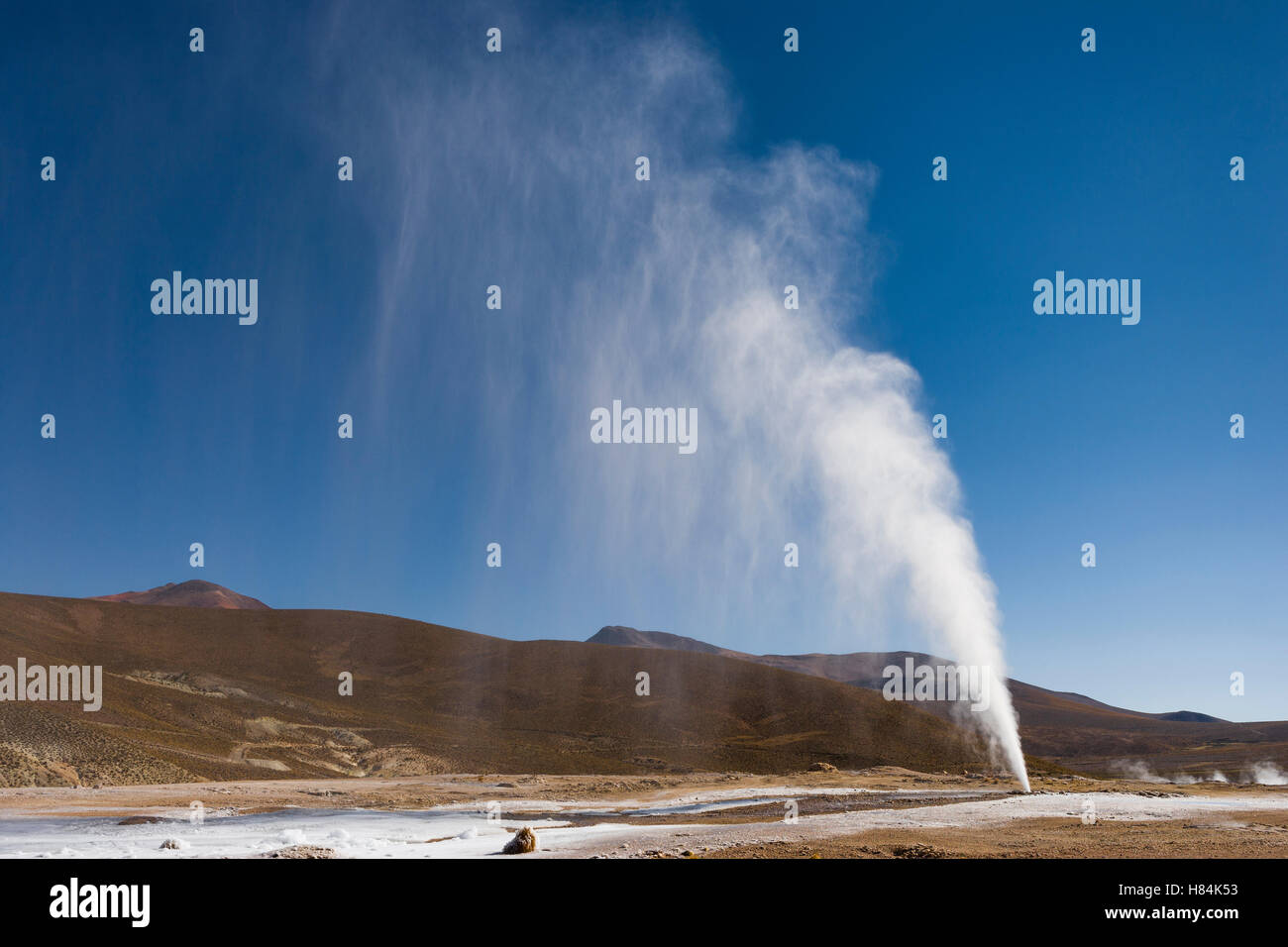 Spraying geyser on altiplano, Volcan Isluga National Park, Chile Stock ...