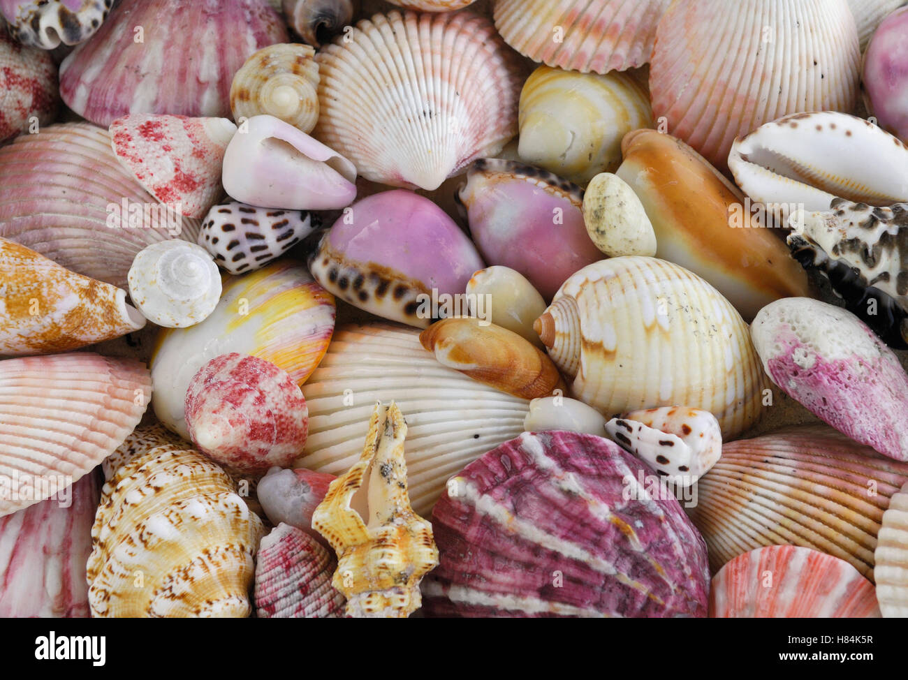 Seashell assortment, Seychelles Stock Photo - Alamy