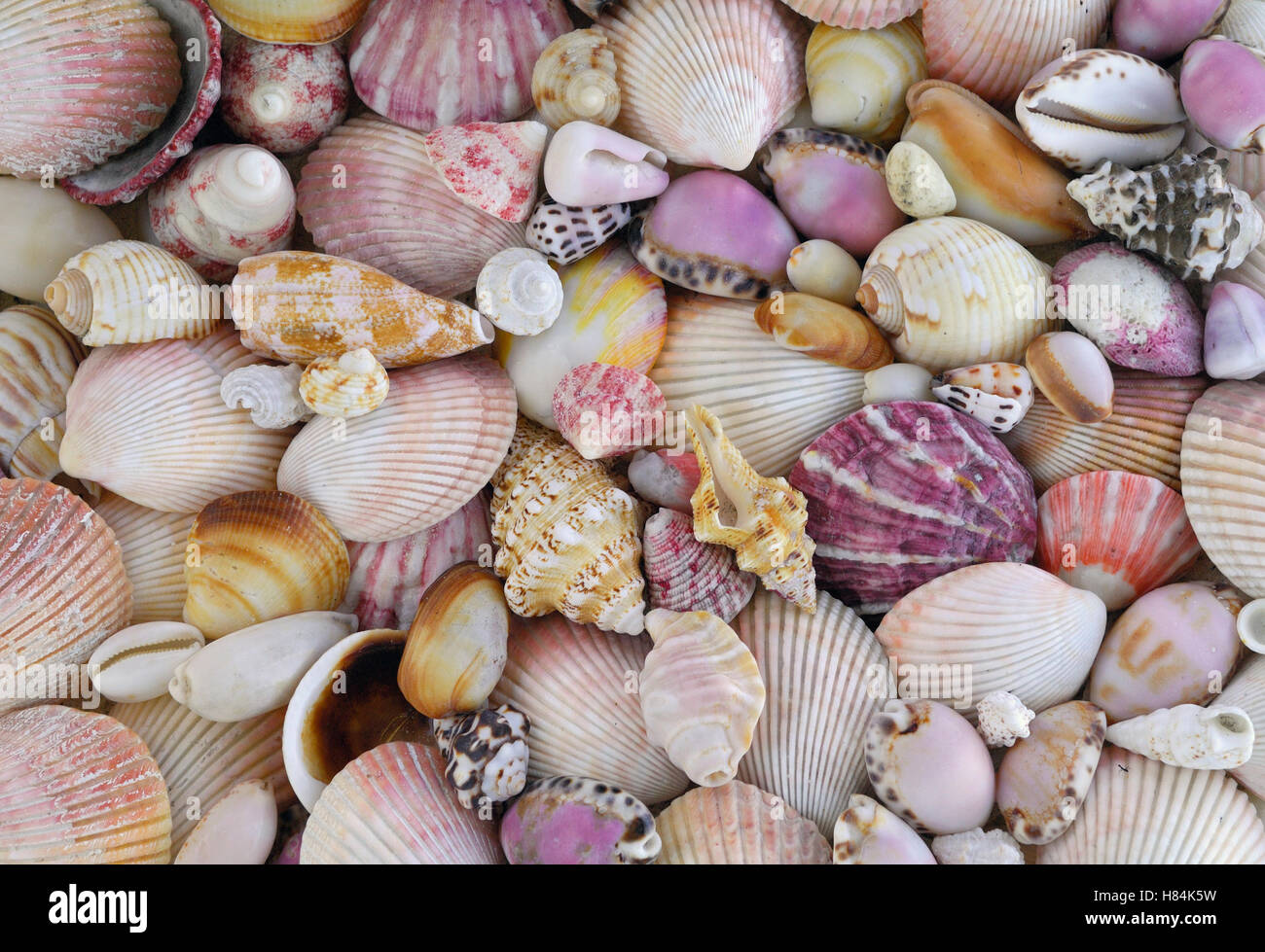 Seashell assortment, Seychelles Stock Photo - Alamy
