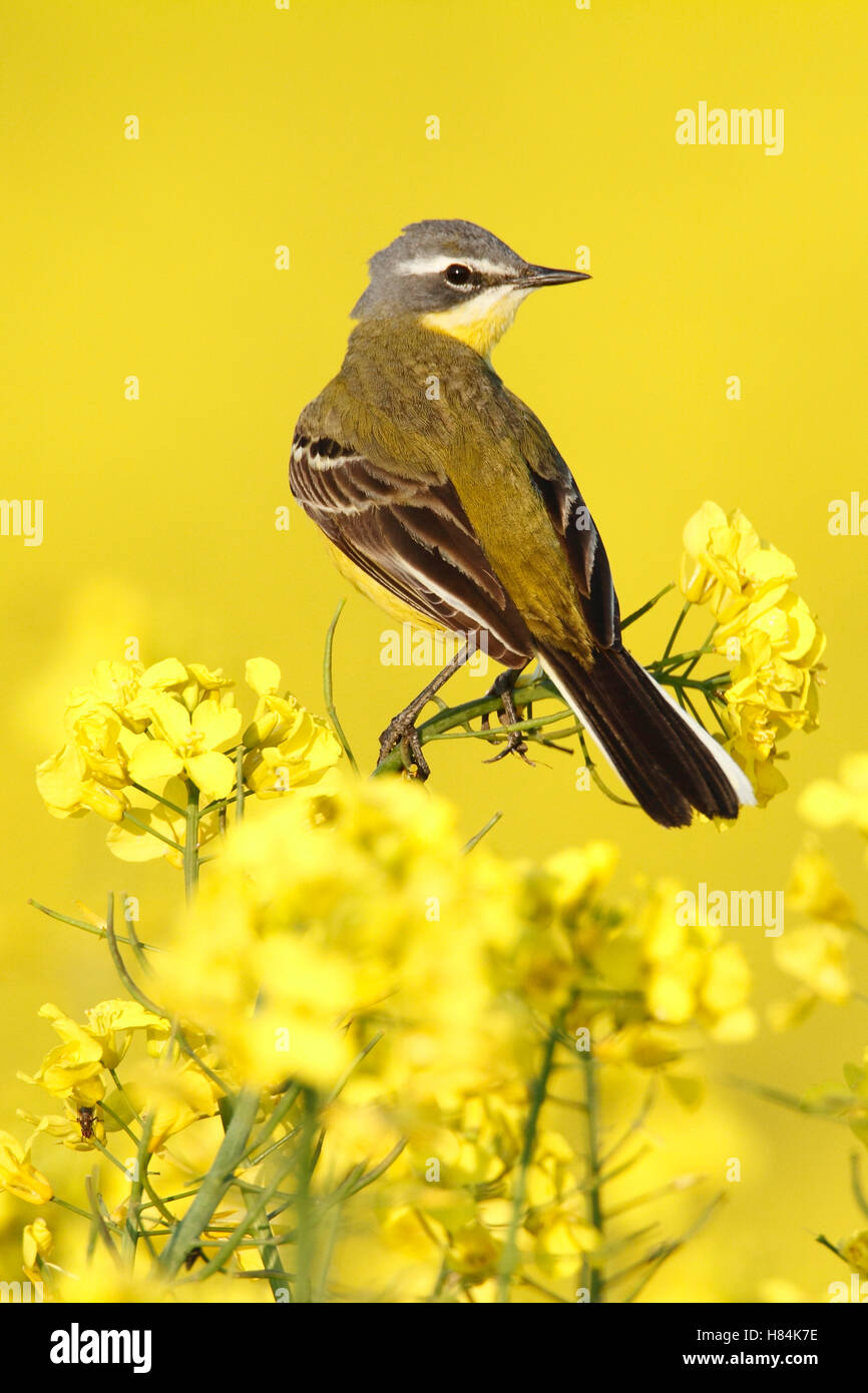 Blue-headed Wagtail (Motacilla flava), Oldambt, Netherlands Stock Photo - Alamy