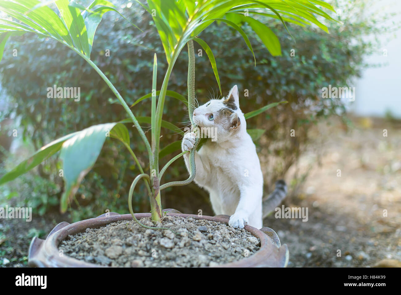Cute kitten teeth tree hi-res stock photography and images - Alamy