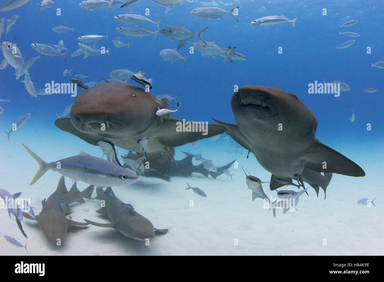Short-tail Nurse Shark (Ginglymostoma cirratum) group under fish school ...