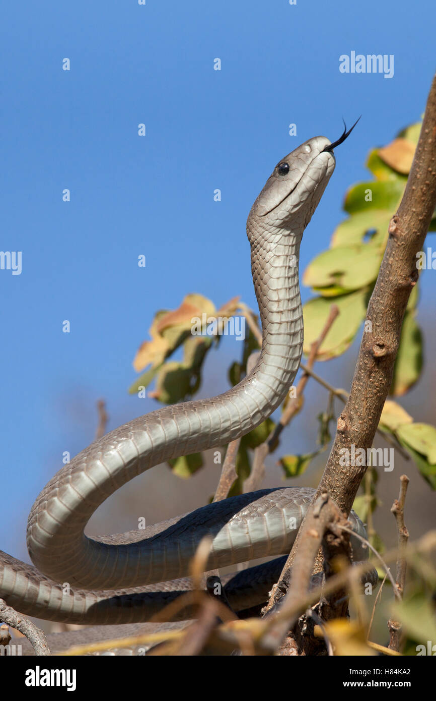 Black Mamba (Dendroaspis polylepis) climbing tree, Kruger National Park ...