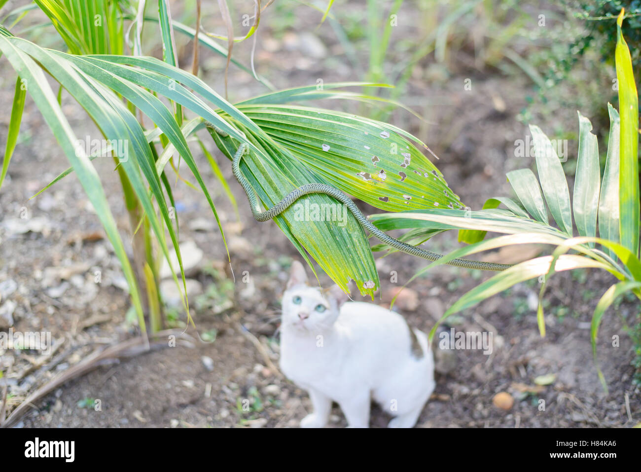 Cute kitten teeth tree hi-res stock photography and images - Alamy