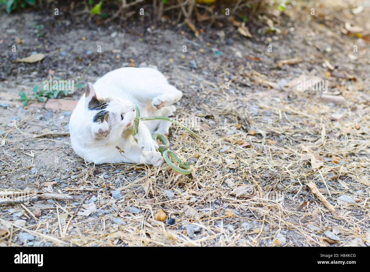 White cat fight green snake in untidy dirty garden, danger Stock Photo ...