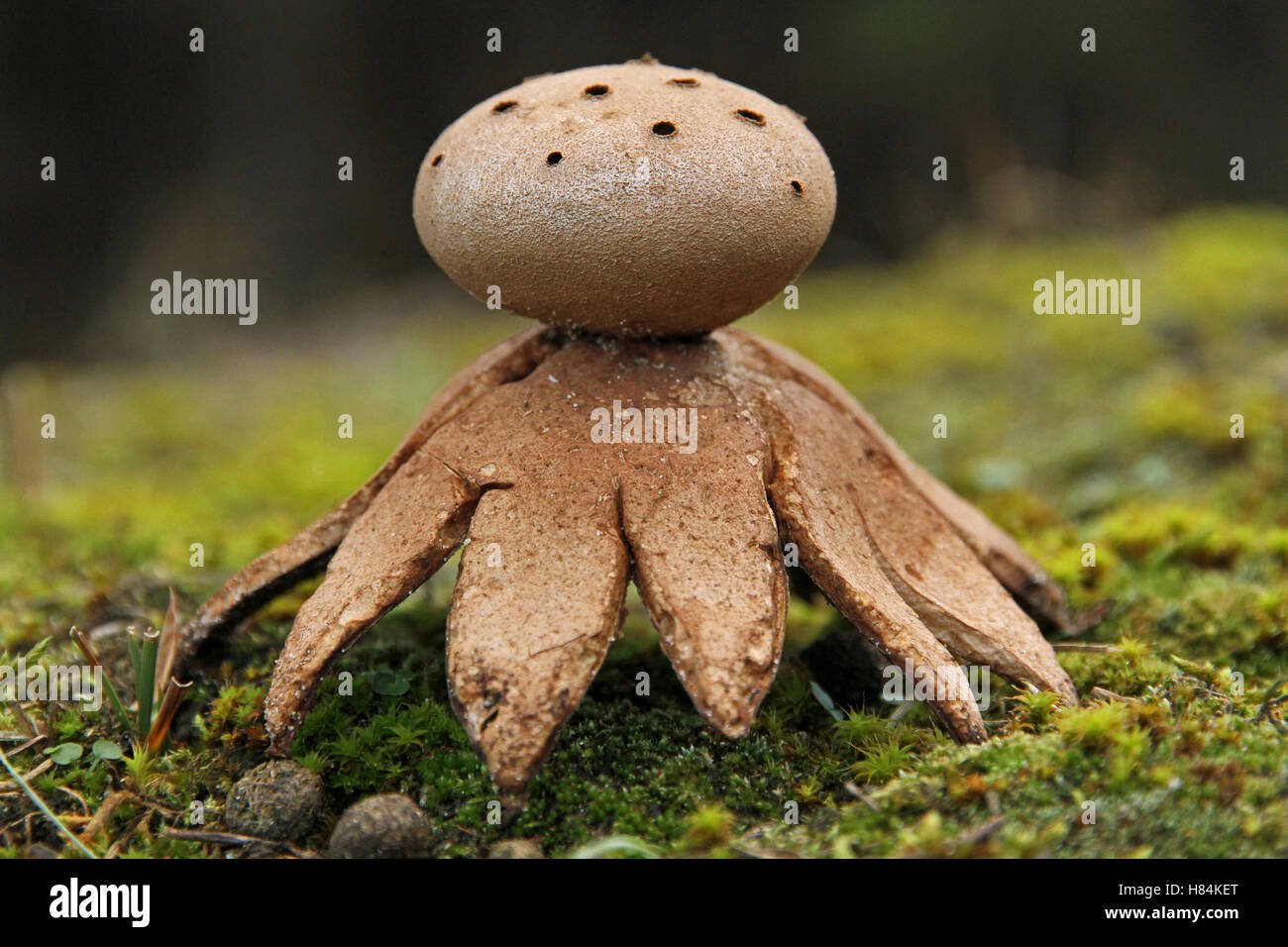 Pepperpot Earthstar (Myriostoma coliforme) mushroom, Wassenaar, Netherlands Stock Photo - Alamy