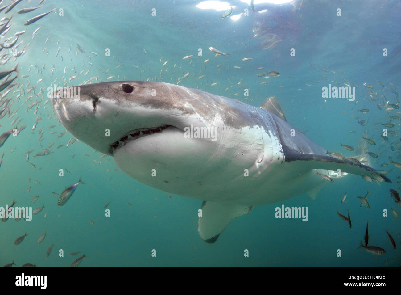 Great White Shark (Carcharodon carcharias), False Bay, South Africa ...
