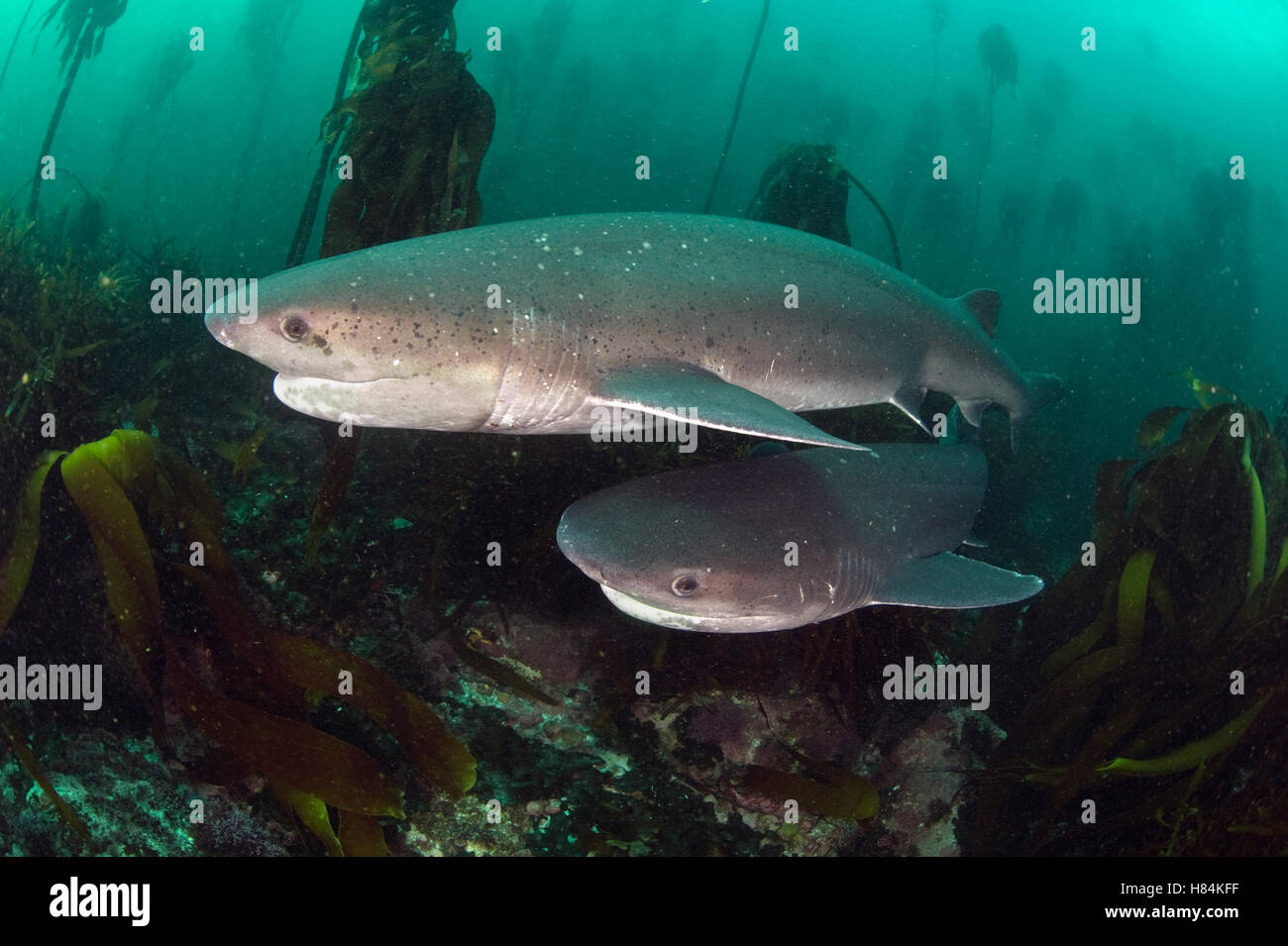 Spotted Seven-gilled Shark (Notorynchus cepedianus) pair in kelp forest ...