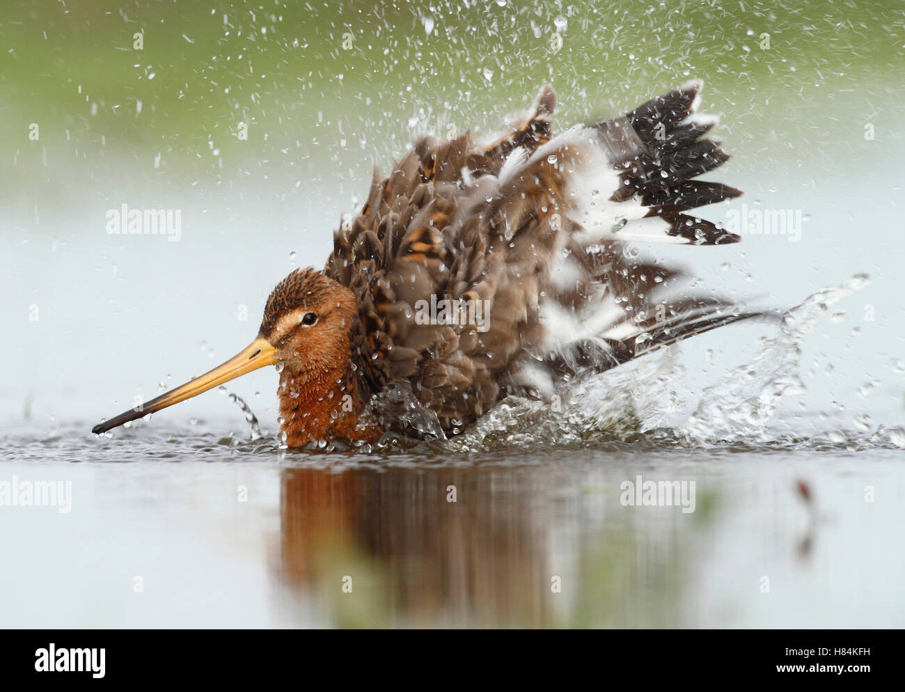 Black-tailed Godwit (Limosa limosa) bathing, Winsum, Netherlands Stock ...