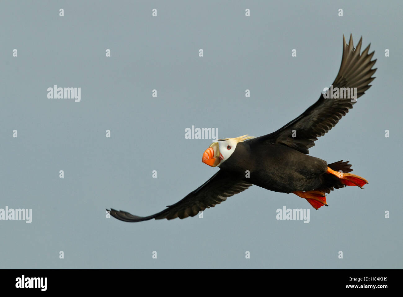Tufted Puffin (Fratercula cirrhata) flying, Commander Islands, Russia ...