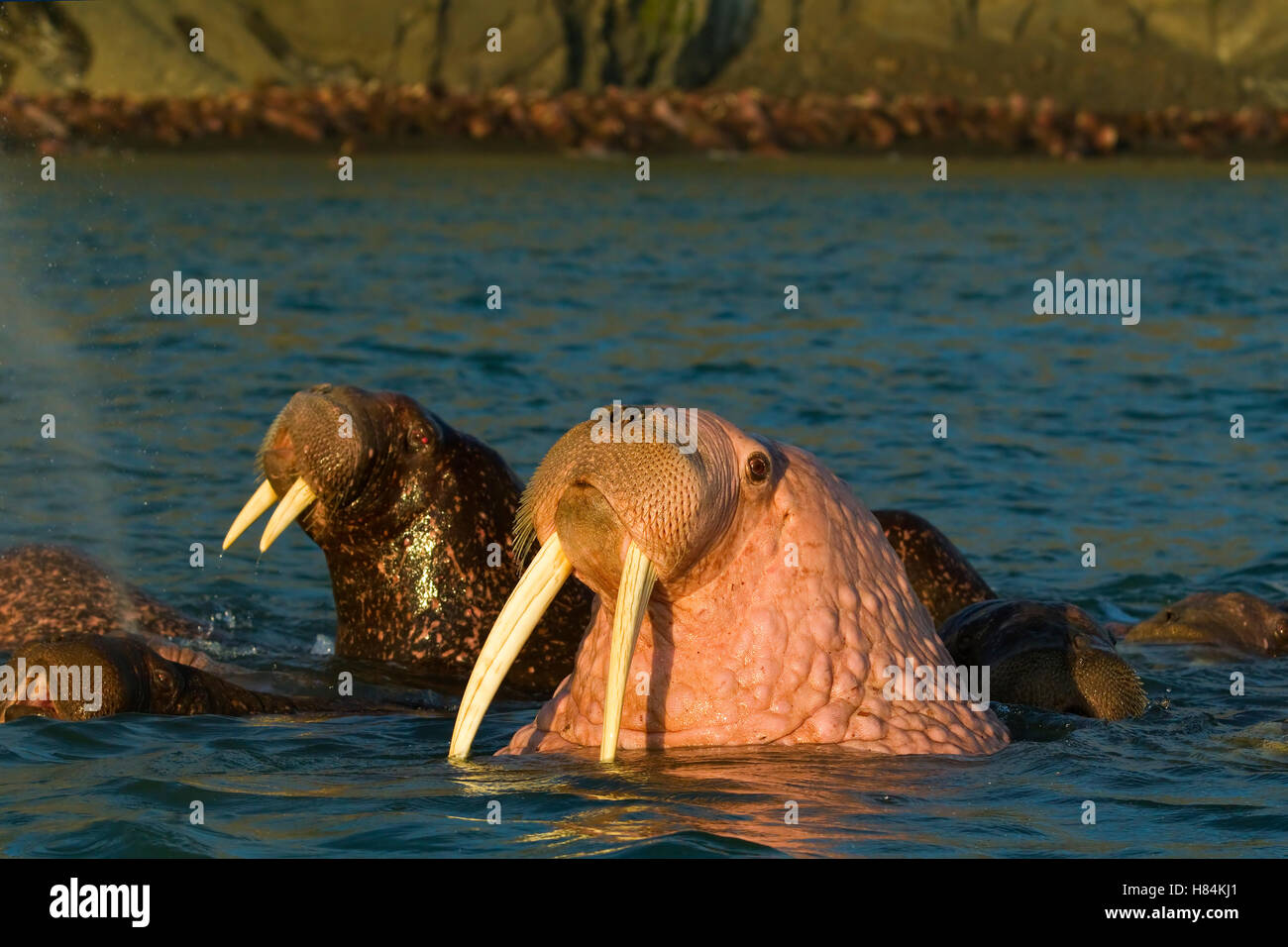 Walrus (Odobenus rosmarus) mother and calf, Russia Stock Photo - Alamy