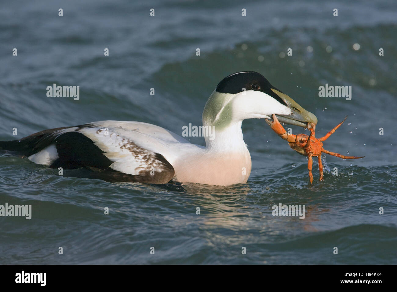 Common Eider (Somateria mollissima) male with crab prey, Terschelling ...