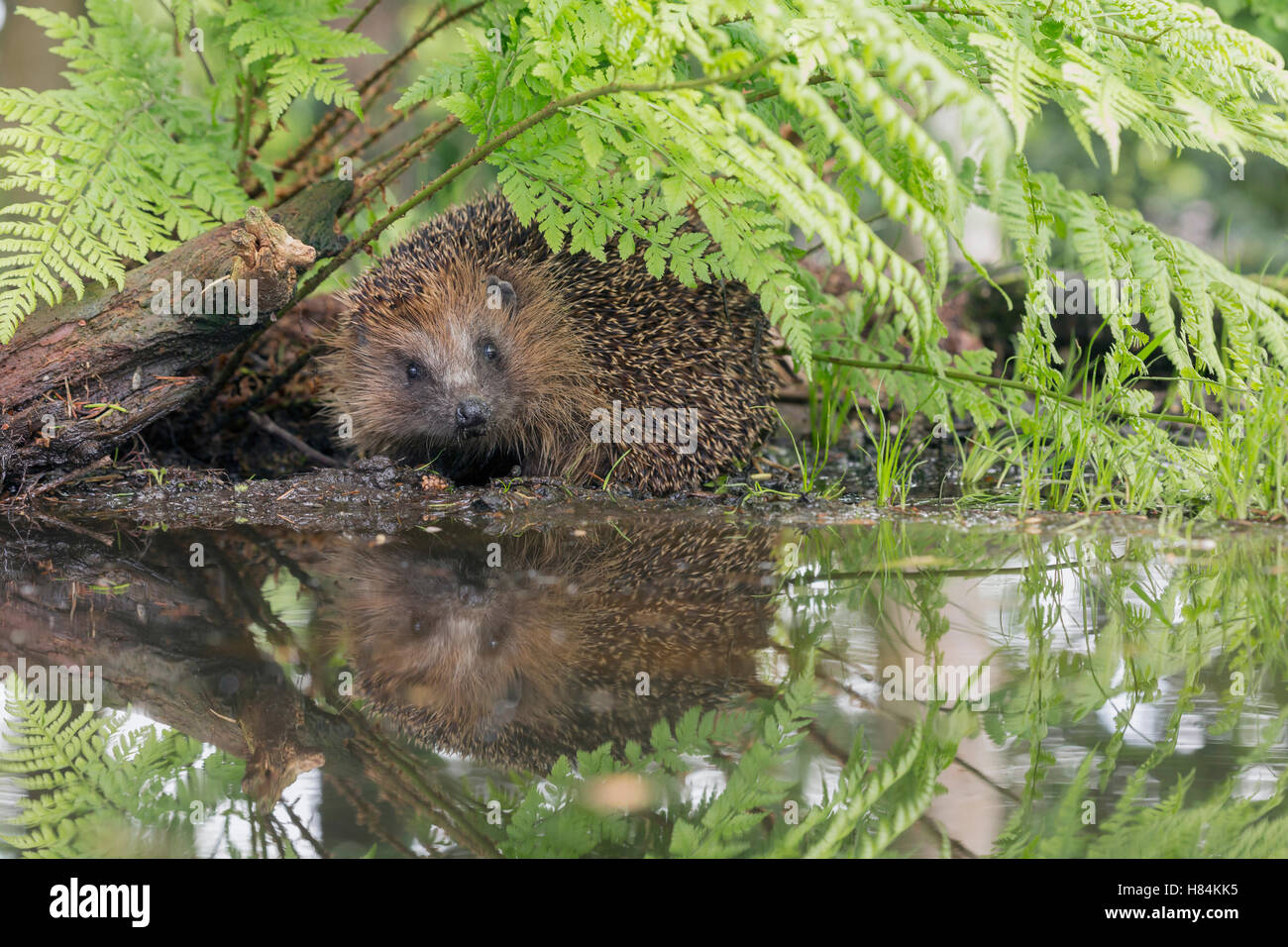 Brown-breasted Hedgehog (Erinaceus europaeus) reflected in water ...