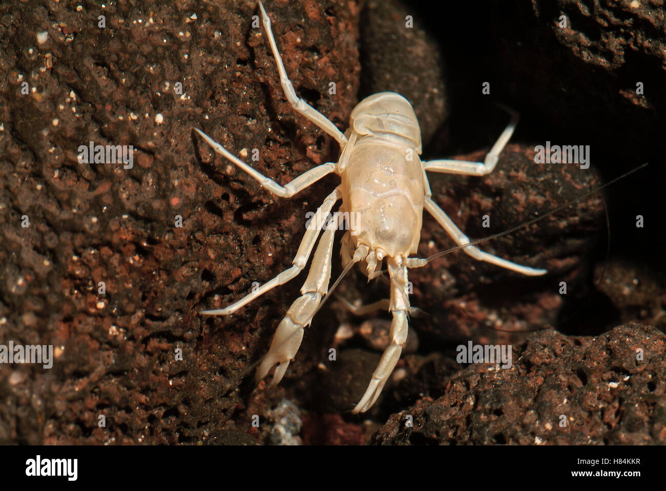 Blind Cave Crab