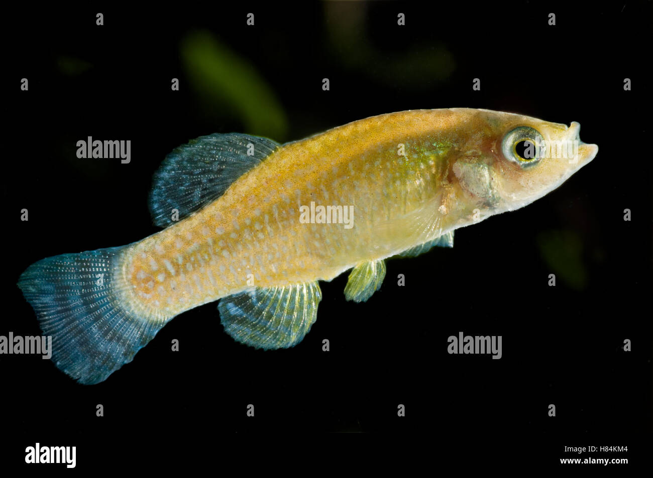 Fartet (Aphanius iberus) male in courtship coloration, Spain Stock ...