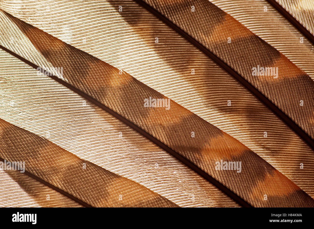 Eurasian Woodcock (Scolopax rusticola) feathers showing cryptic ...