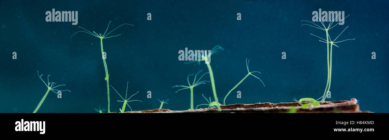 Green Hydra (Hydra viridissima) colony Stock Photo - Alamy