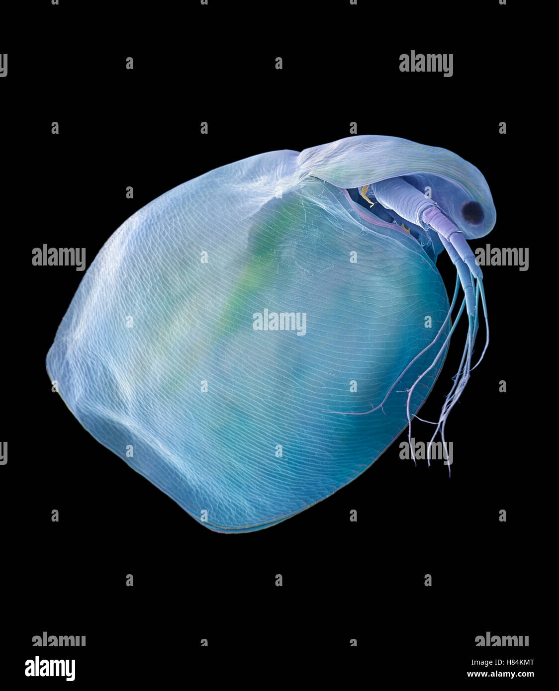 Water Flea (Cladocera) under electron microscope, magnification 177x ...