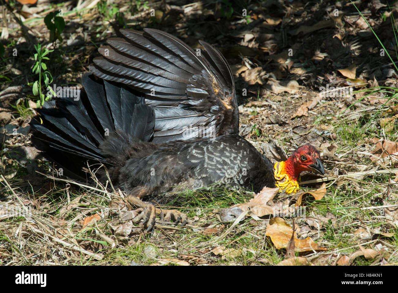Australian Brush Turkey (Alectura lathami) male sunbathing, Atherton ...