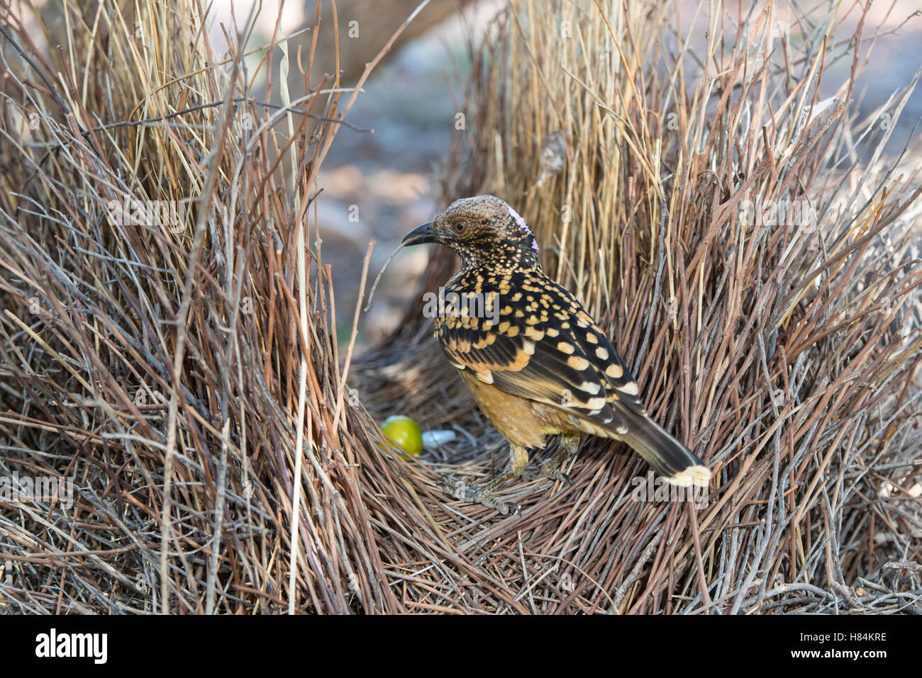Western Bowerbird (Chlamydera guttata) male adding to bower structure ...