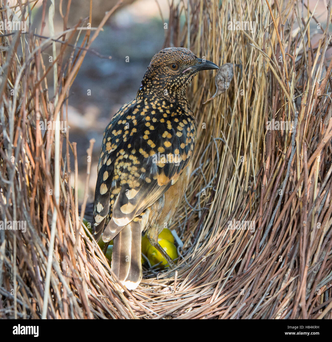 Western Bowerbird (Chlamydera guttata) male tending bower, Alice ...
