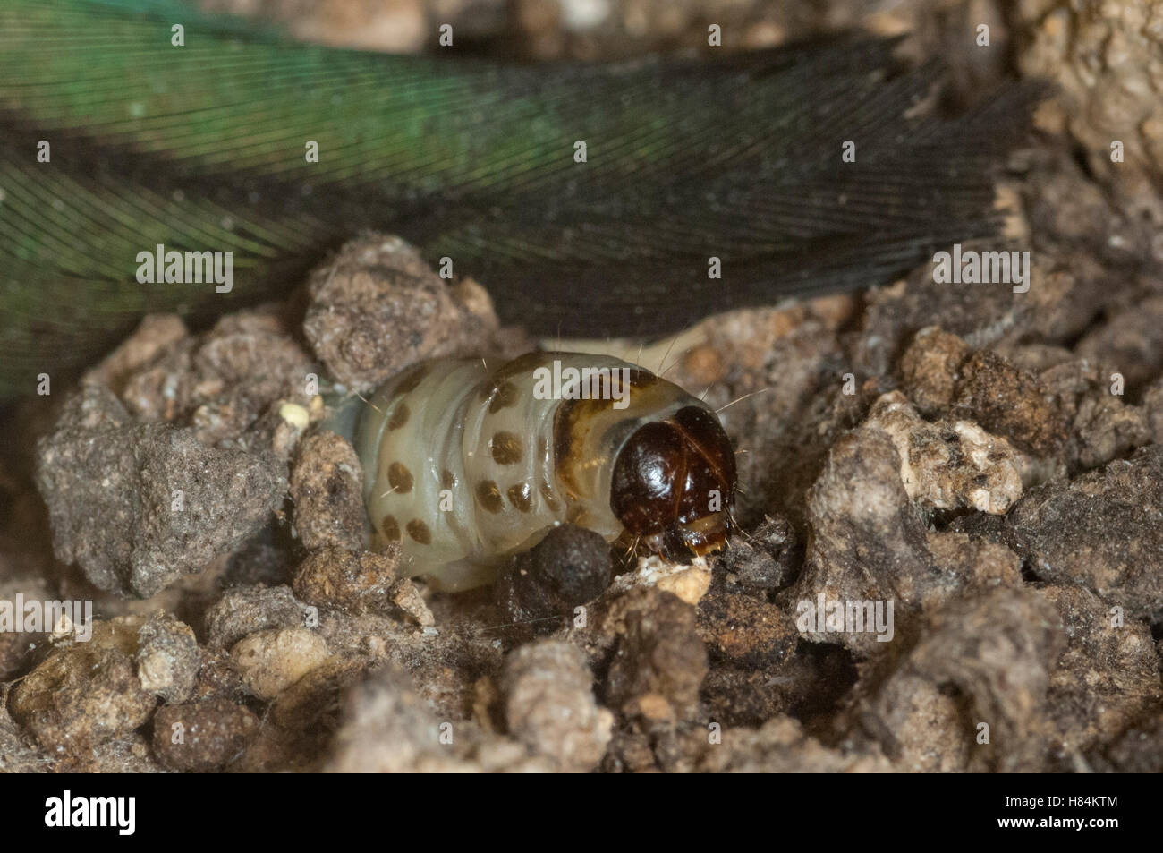 Anthill Parrot Moth (Trisyntopa scatophaga) grub in Golden-shouldered ...