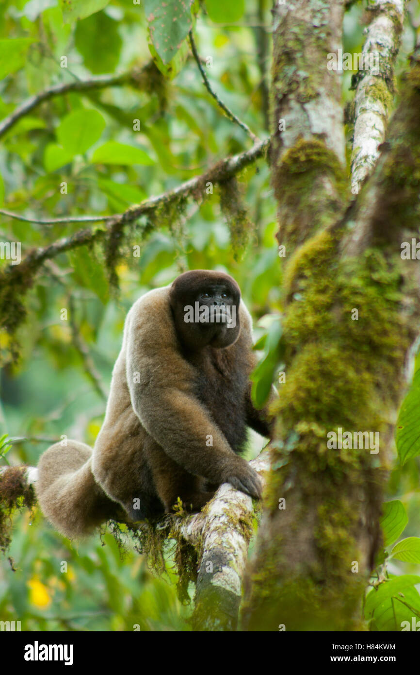 Humboldt's Woolly Monkey (Lagothrix lagotricha), Manu National Park ...