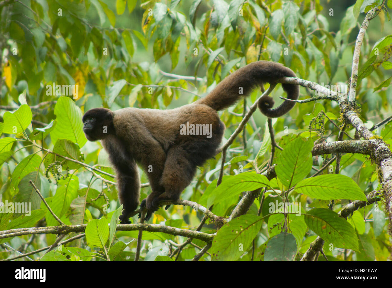 Humboldt's Woolly Monkey (Lagothrix lagotricha), Manu National Park ...