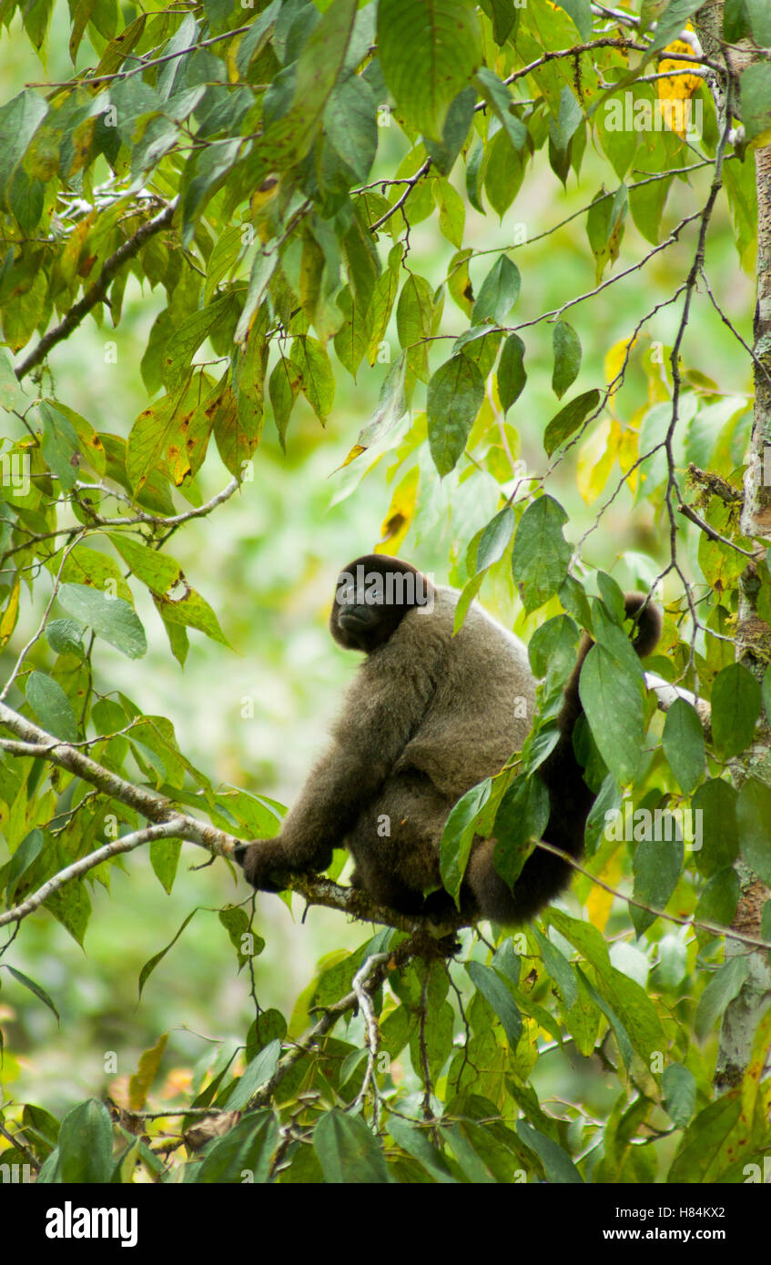 Humboldt's Woolly Monkey (Lagothrix lagotricha), Manu National Park ...