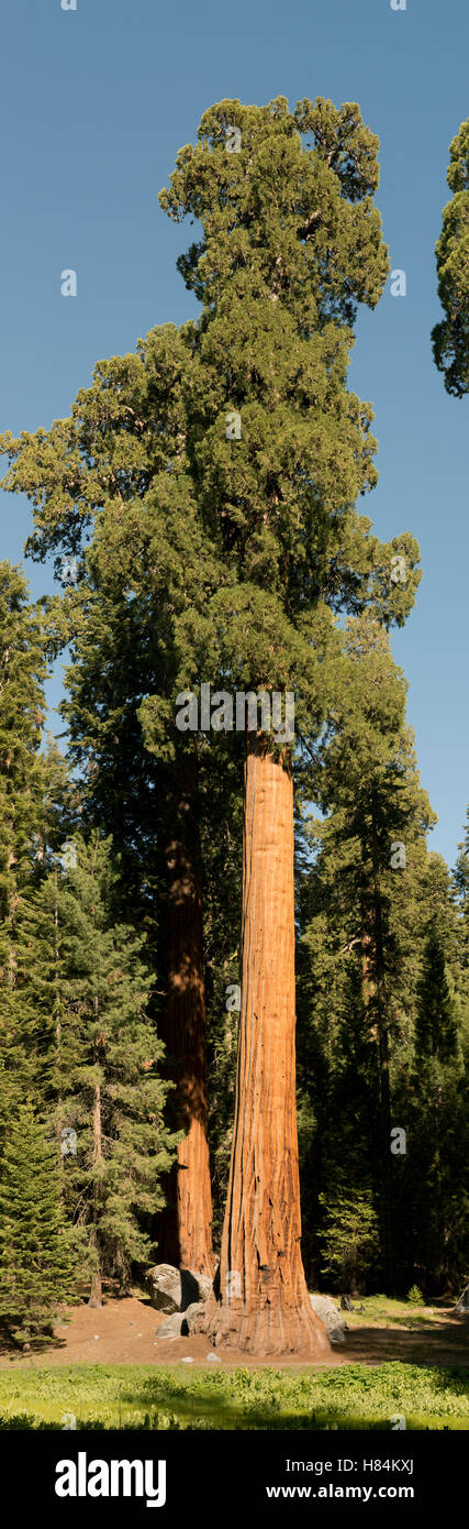 Giant Sequoia (Sequoiadendron giganteum) tree, Sequoia National Park, California Stock Photo - Alamy