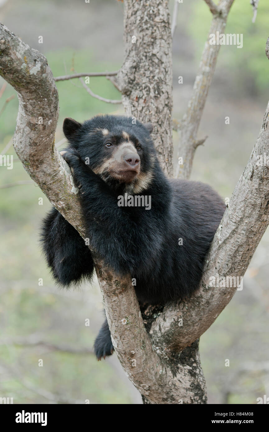 Spectacled Bear (Tremarctos ornatus) female resting in tree, Chaparri ...