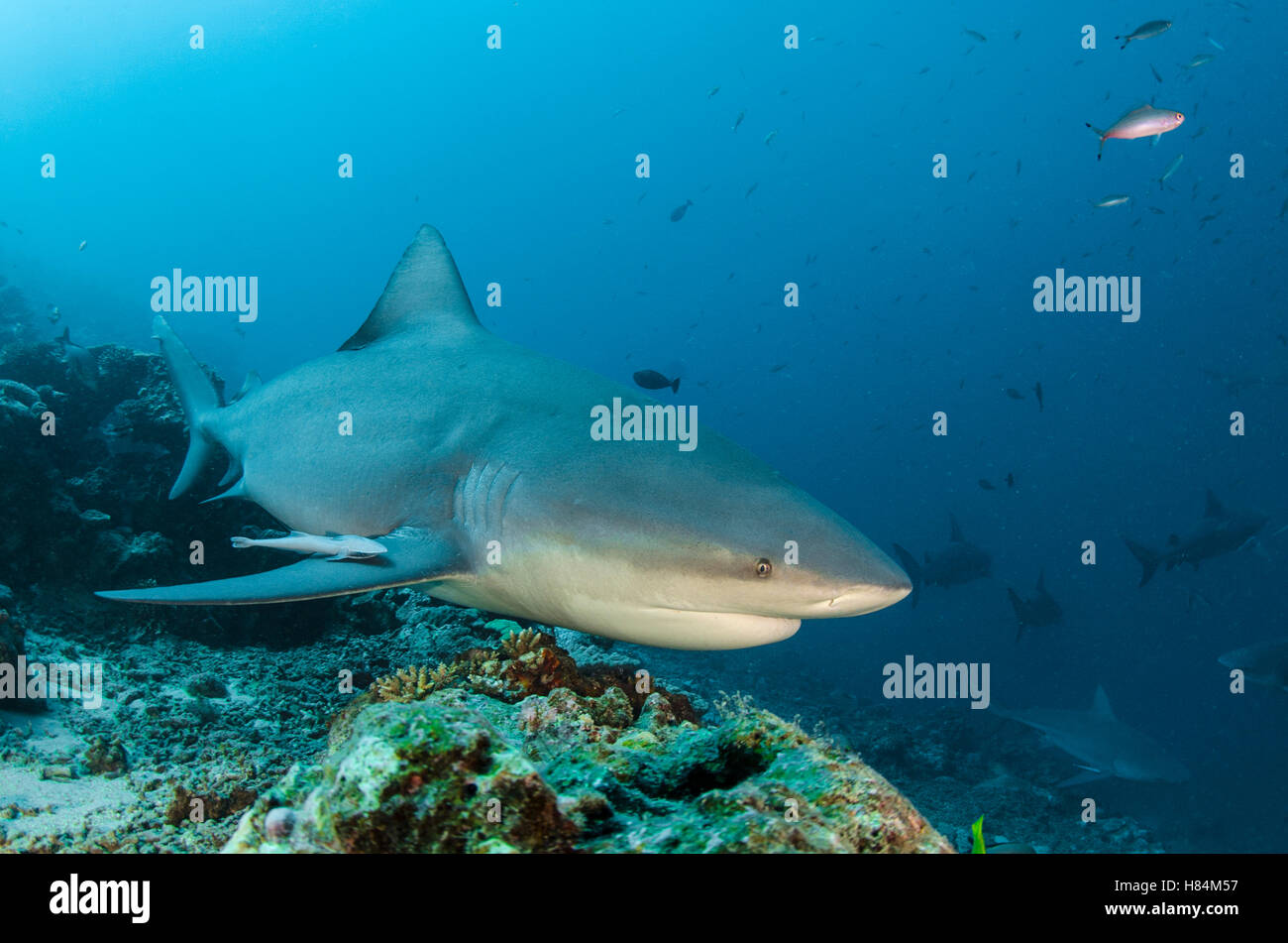 Bull Shark (Carcharhinus leucas), Beqa Lagoon, Viti Levu, Fiji Stock ...