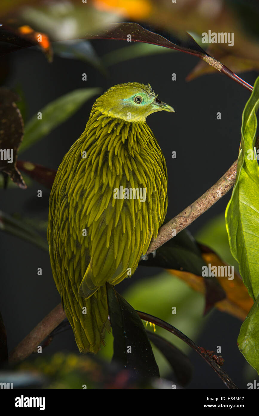Golden Fruit Dove (Ptilinopus luteovirens), Fiji Stock Photo - Alamy