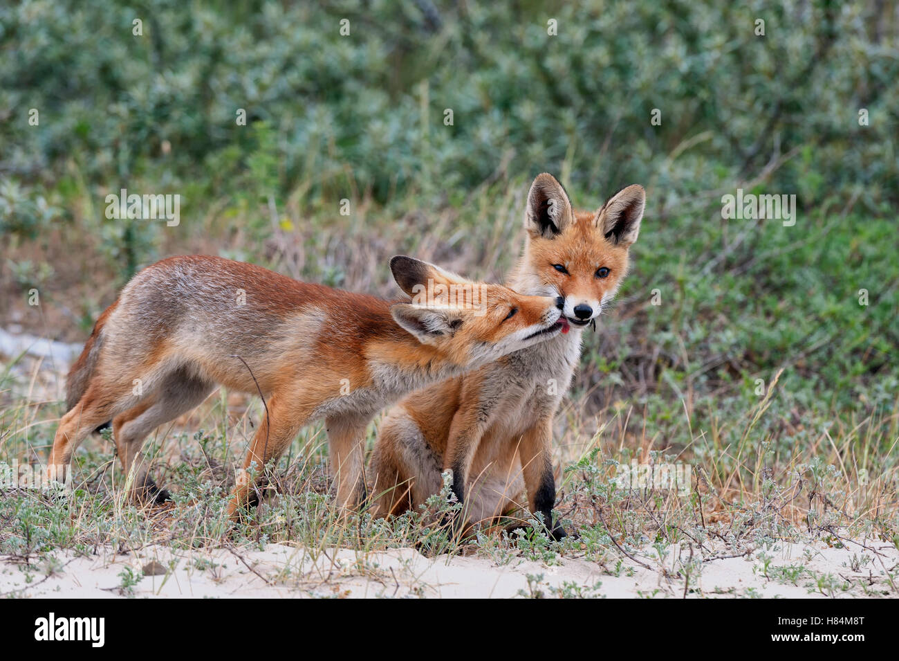 Red Fox (Vulpes vulpes) kit begging for food from parent, Netherlands ...