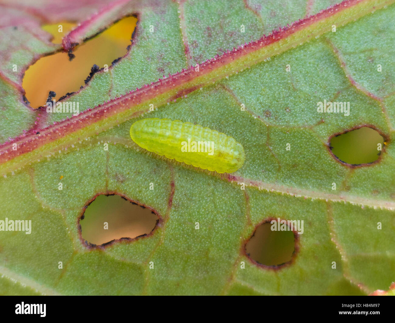 Large Copper (Lycaena dispar) caterpillar, Germany Stock Photo - Alamy